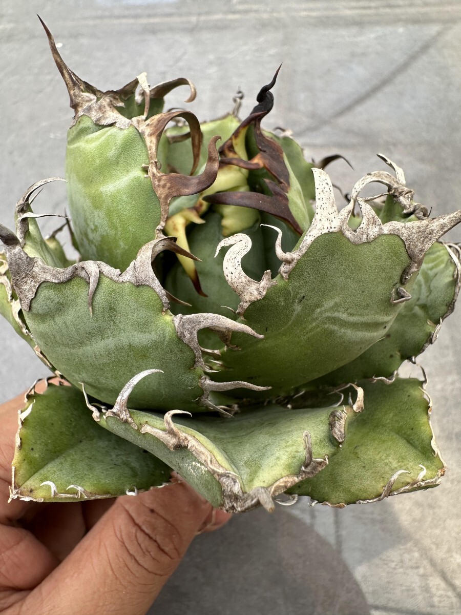 Yahoo!オークション - 【青田園芸】G73特選 アガベ 多肉植物 チタノタ ...