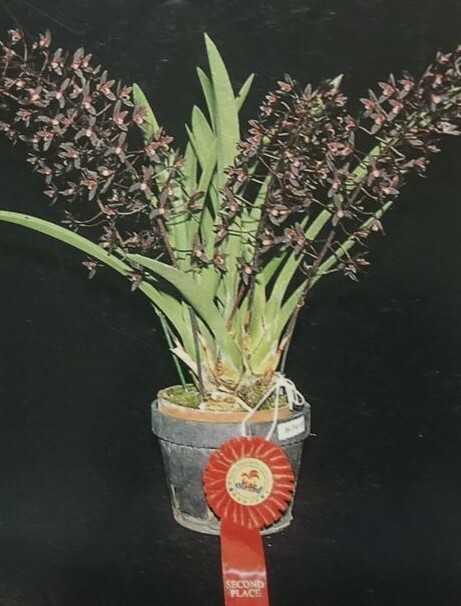 Yahoo オークション 割安sale 洋蘭 Cym Canaliculatum C W S (mc