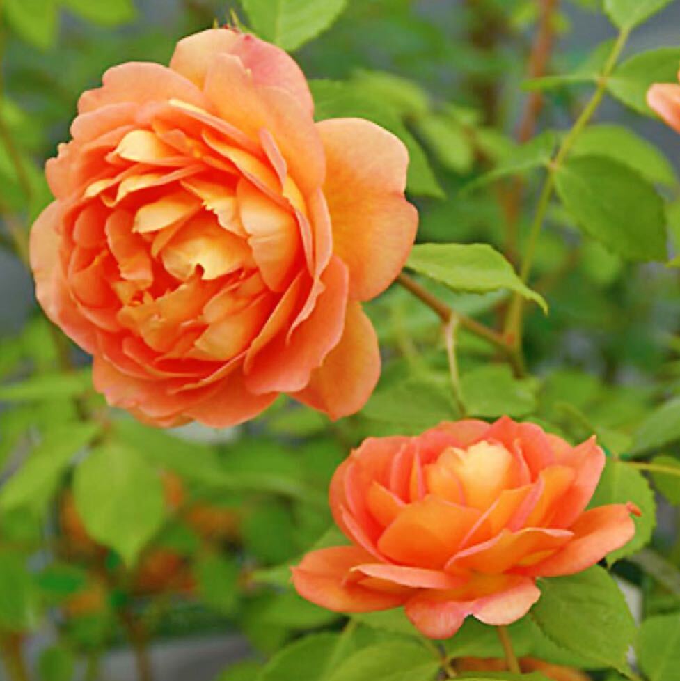 Yahoo!オークション - レディーオブシャー 挿し木苗 バラ ネコポス ...