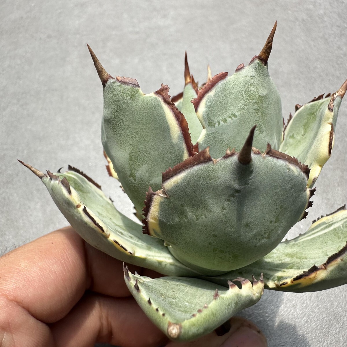 Yahoo!オークション - 鶴風園L69 多肉植物 アガベ 王妃兜蟹錦 連棘 希...