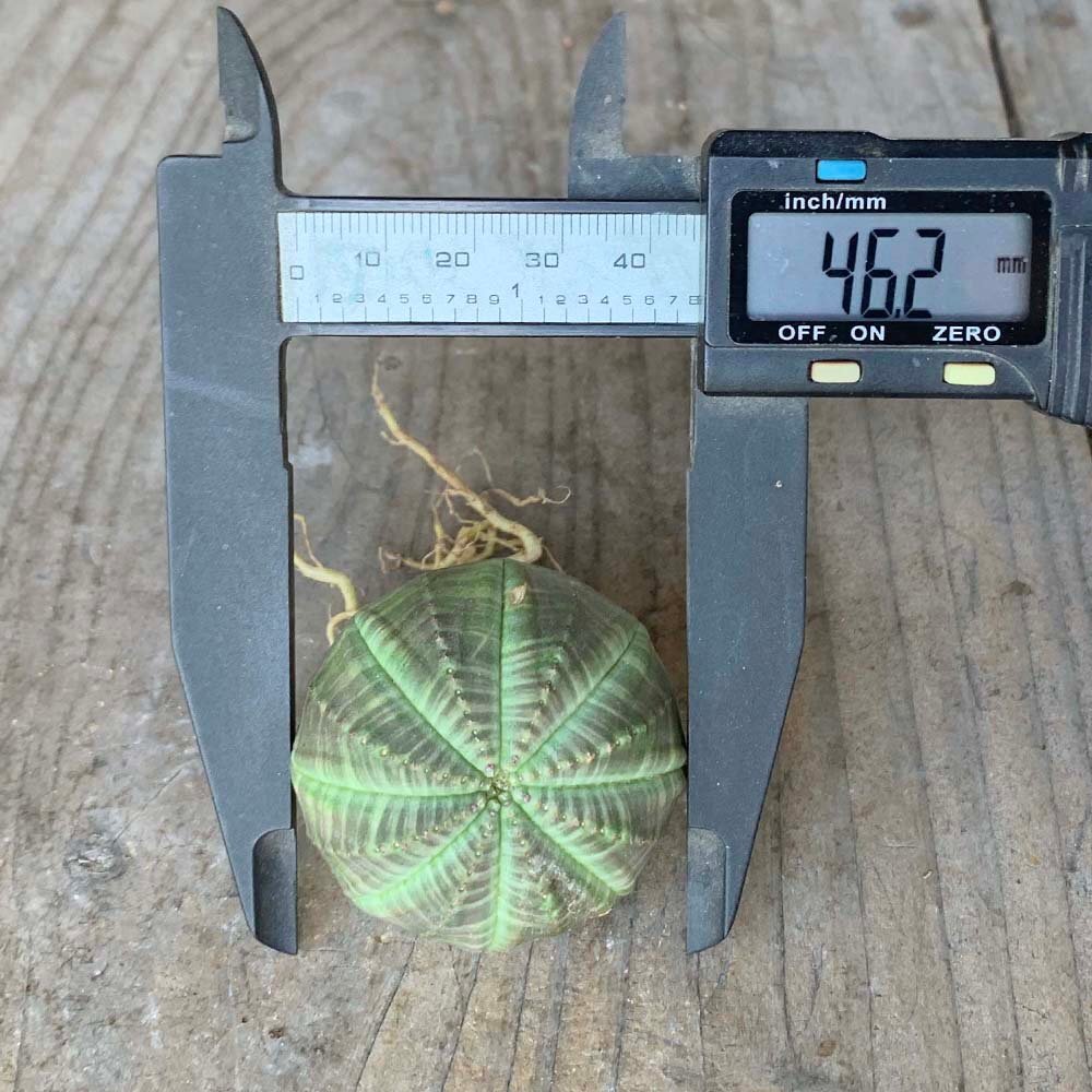 Yahoo!オークション - ユーフォルビア オベサ C0725【輸入苗】