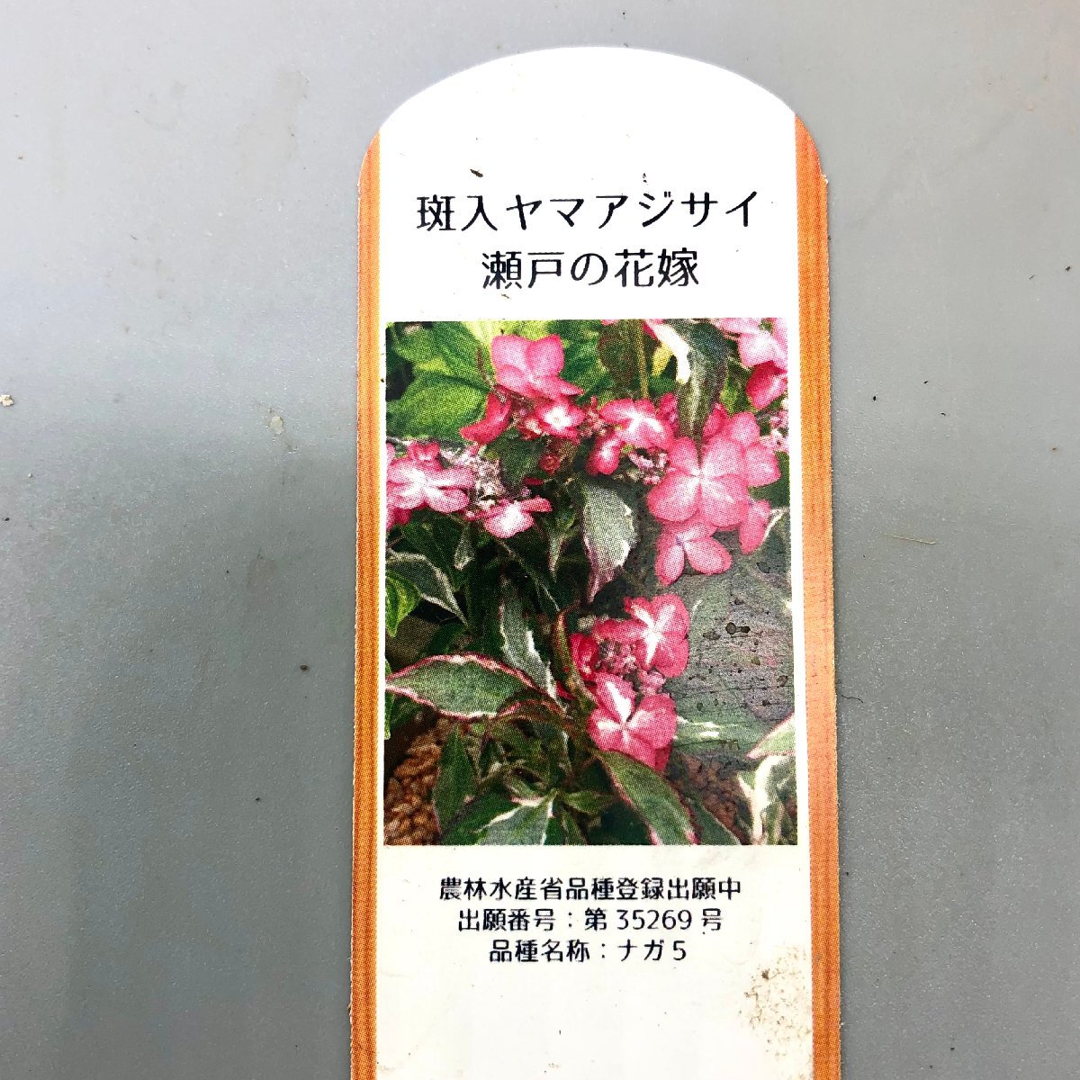 Yahoo!オークション - -G93-ヤマアジサイ‘瀬戸の花嫁‘【大株】071714