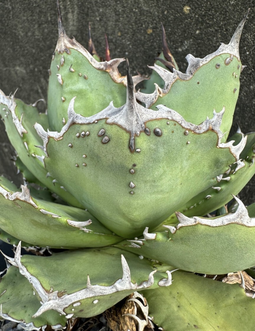 Yahoo!オークション - 【アガベチタノタ fo222】1 agave titanota アガ...