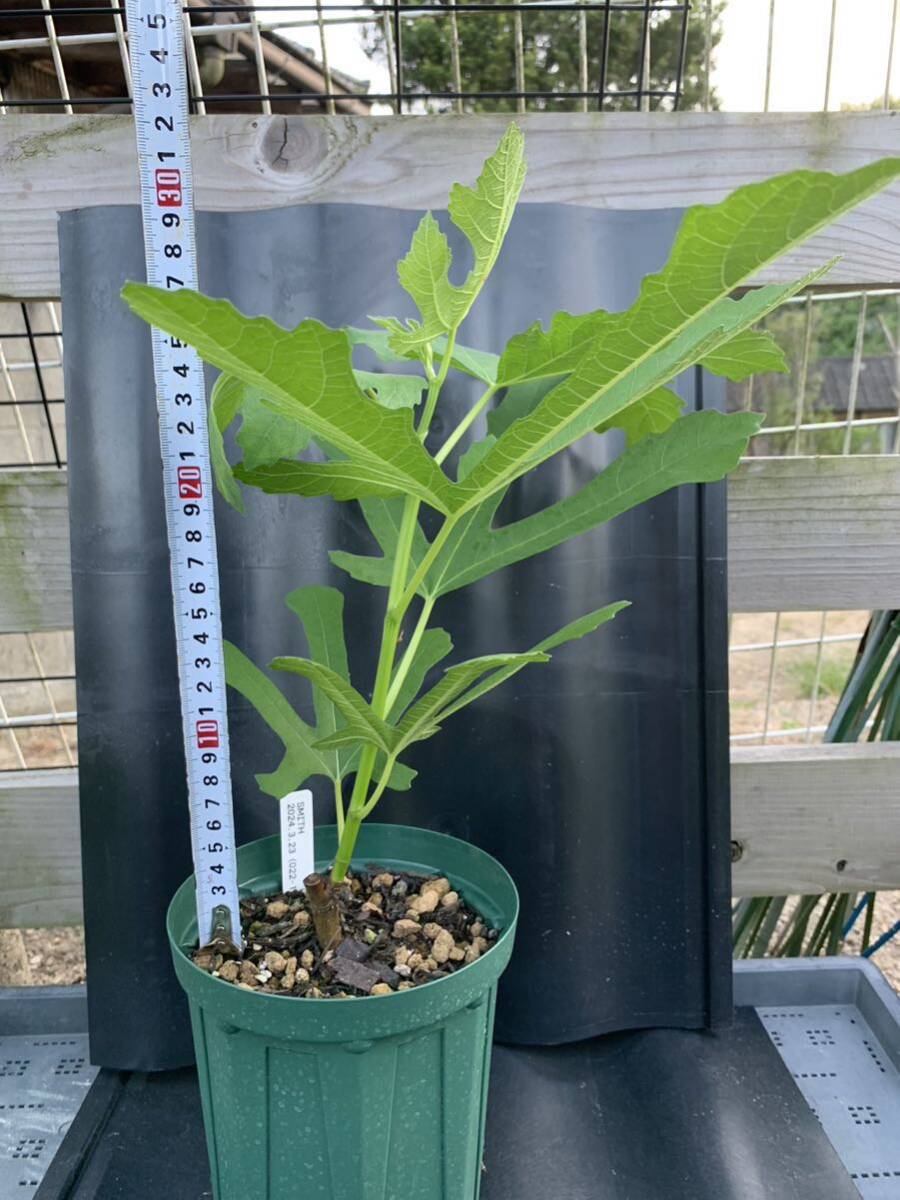 Yahoo!オークション - 24071【イチジク苗木】スミス SMITH いちじく 無...