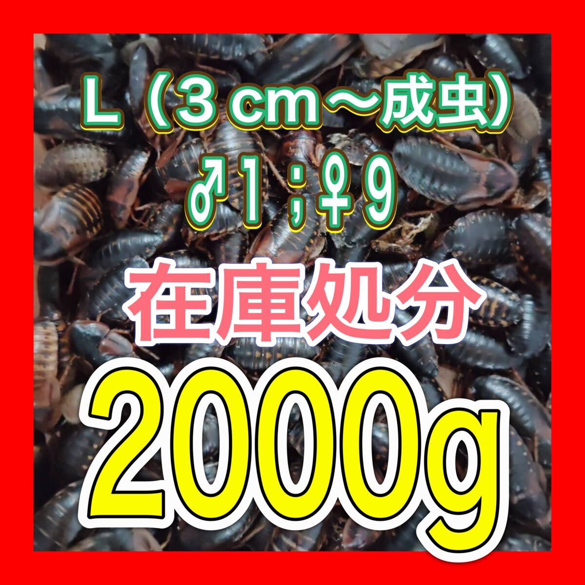 日本代購代標第一品牌【樂淘letao】－《SALE価格》 デュビア 成虫 Lサイズ ♂ ♀ 混合 2000g 死亡保証＋200g