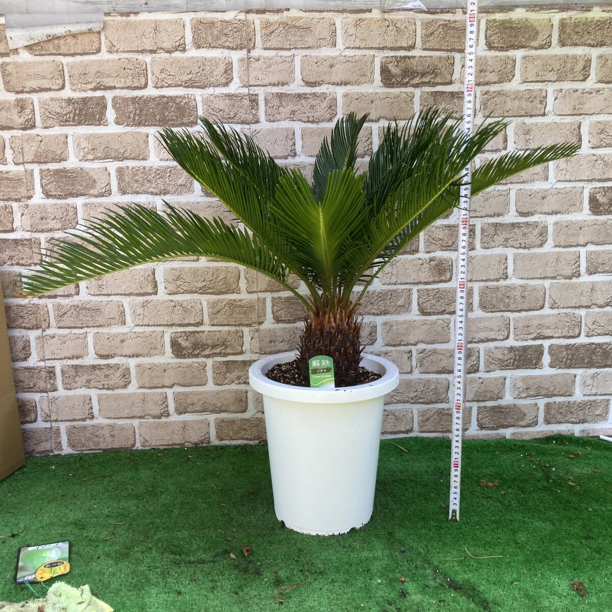Yahoo!オークション - 蘇鉄 ソテツ 8号 h70cm