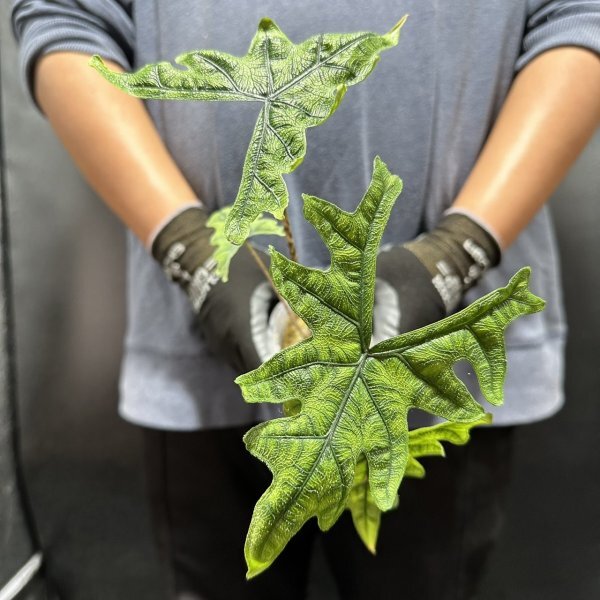 Yahoo!オークション - Y174「M」Alocasia Jacklyn (台湾株)【6/17輸入...