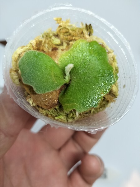 Yahoo!オークション - L79 P.Willinckii OMG × Veitchii Katsu mix sp...