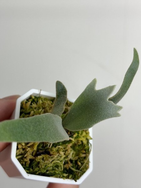 Yahoo!オークション - C84 P. Nano OC pup 株分け