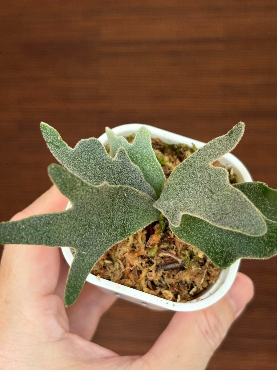 Yahoo!オークション - C36 P.Willinckii Bacteria sporeling