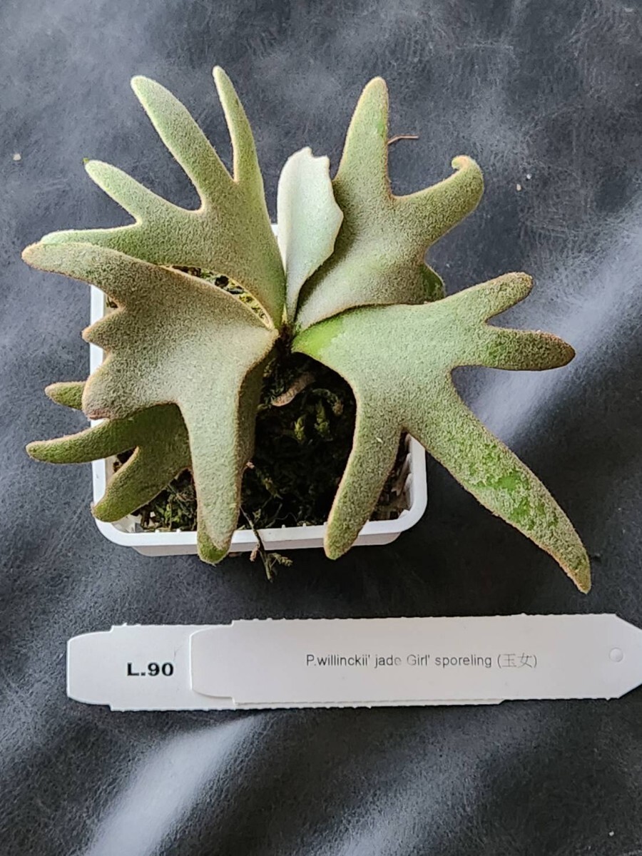 Yahoo!オークション - L90 P.Willinckii Jade Girl sporeling