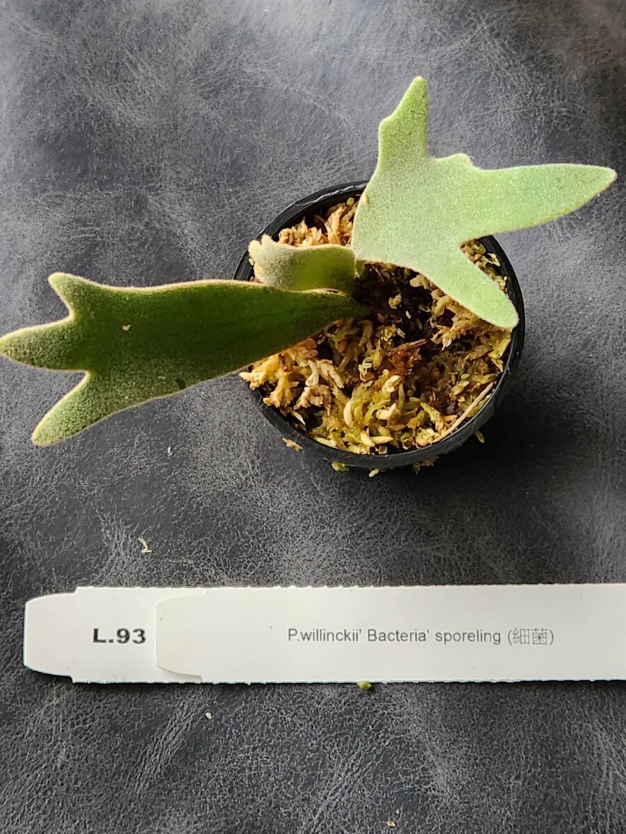 Yahoo!オークション - L93 P.Willinckii Bacteria sporeling
