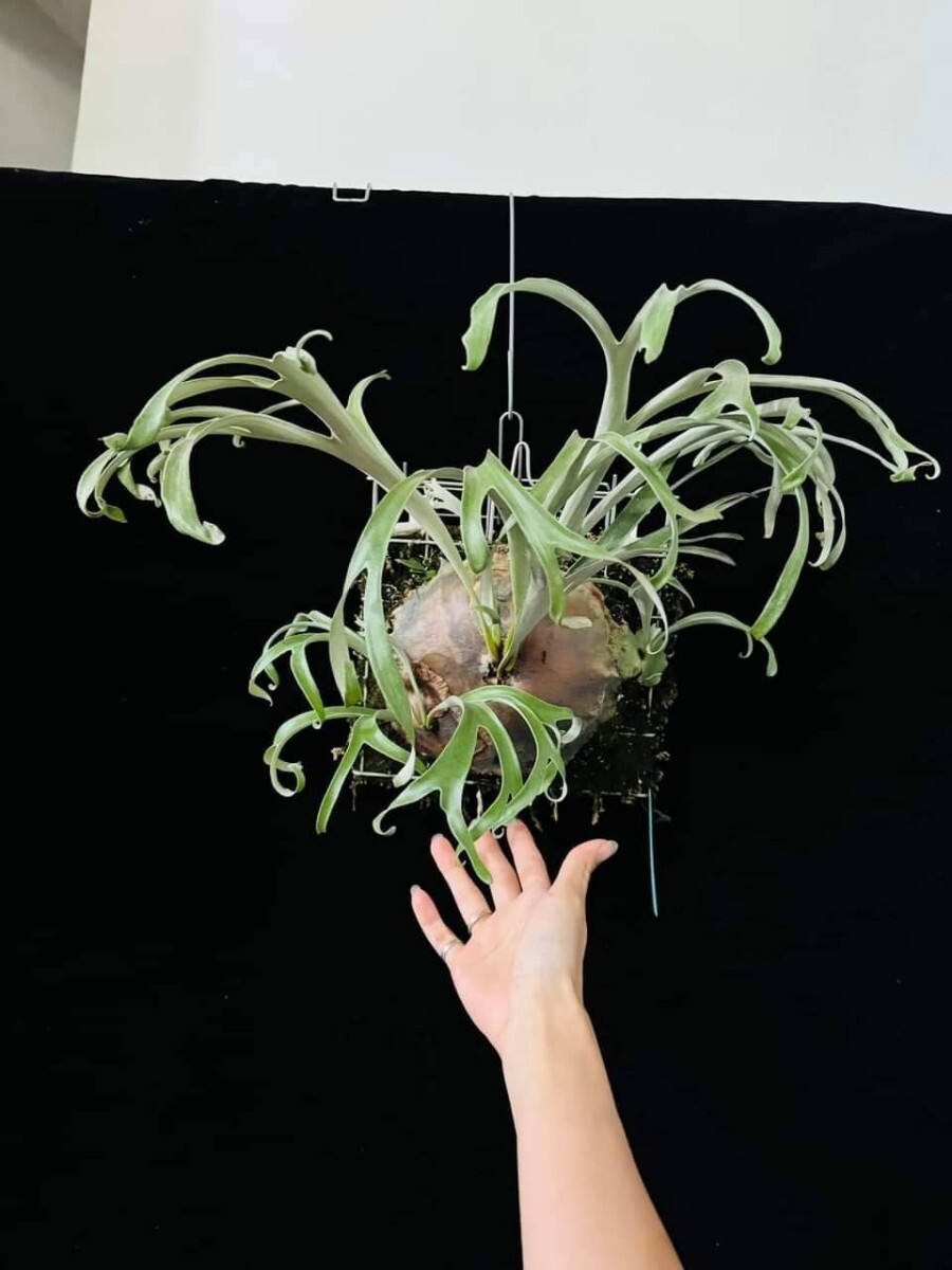 M31 P. alcicorne Madagascar dwarf OC pup 株分け(ビカクシダ、コウモリラン)｜売買されたオークション情報、yahooの商品情報をアーカイブ公開 ...