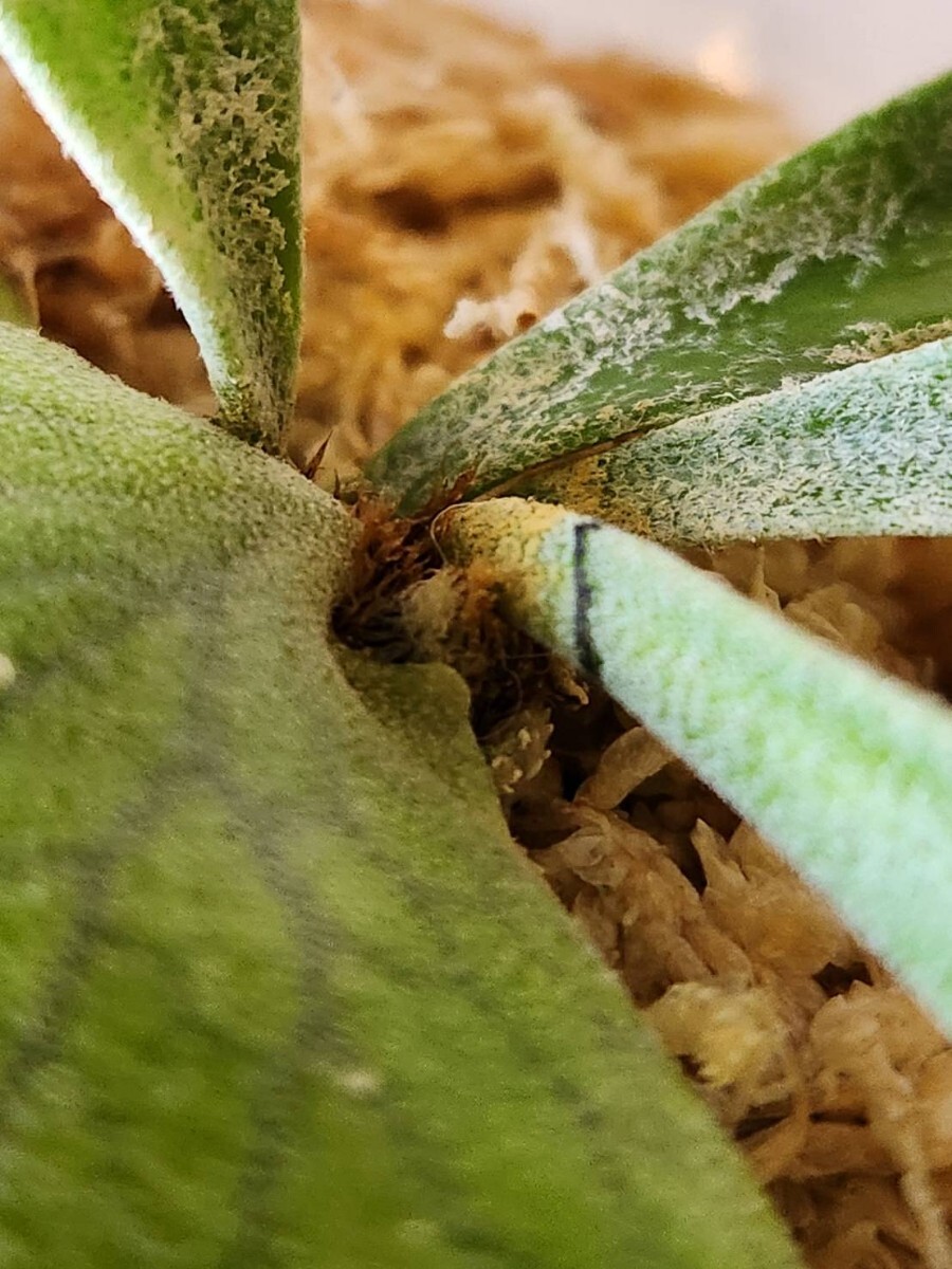 M31 P. alcicorne Madagascar dwarf OC pup 株分け(ビカクシダ、コウモリラン)｜売買されたオークション情報、yahooの商品情報をアーカイブ公開 ...