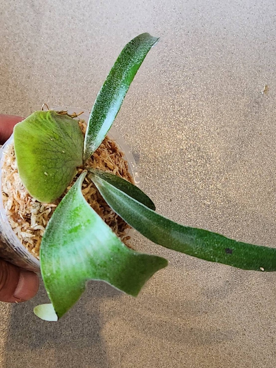 M31 P. alcicorne Madagascar dwarf OC pup 株分け(ビカクシダ、コウモリラン)｜売買されたオークション情報、yahooの商品情報をアーカイブ公開 ...