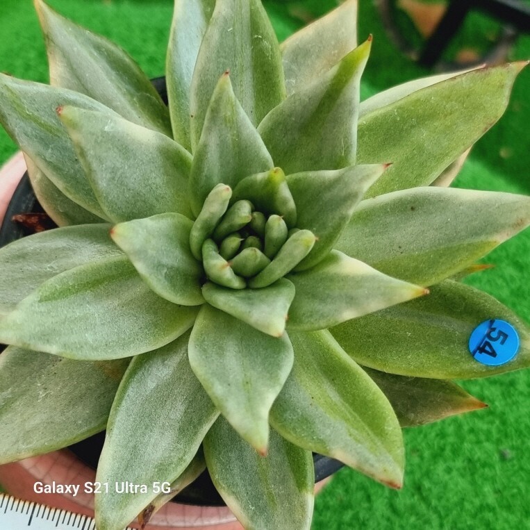 Yahoo!オークション - 0726発送-B054 Maria(錦) エケベリア 無料発送 ...