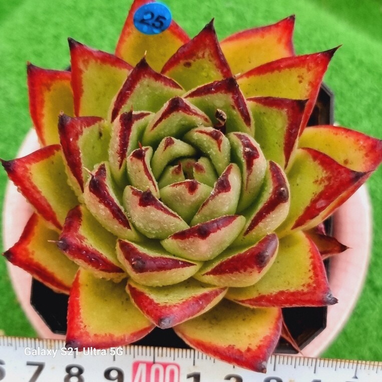 Yahoo!オークション - 0726発送-B025 スーパークロン エケベリア 無料...