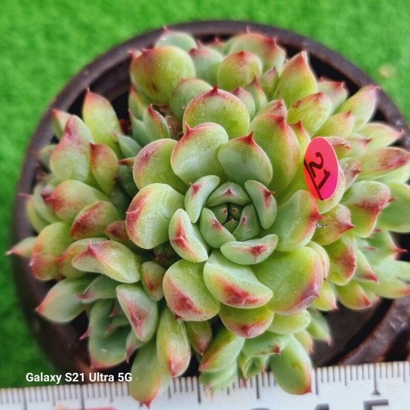 Yahoo!オークション - 0712発送-P021 マルセル エケベリア 多肉植物 韓...