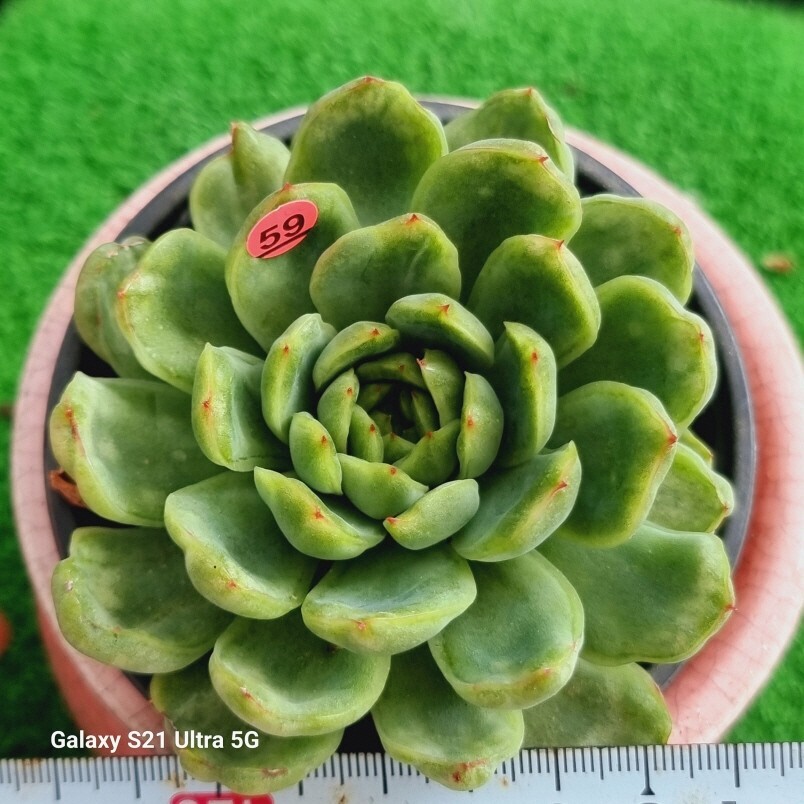 Yahoo!オークション - 0712発送-P059 アイスエイジ(錦) エケベリア 多...