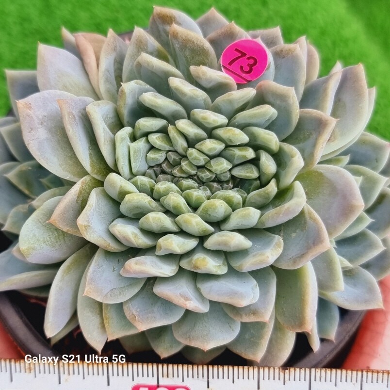 Yahoo!オークション - 0719発送-P073 かぼちゃ綴化 エケベリア 多肉植...