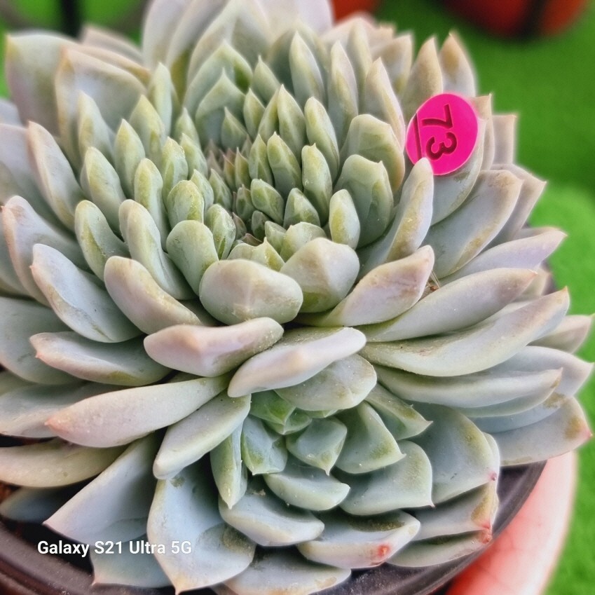 Yahoo!オークション - 0719発送-P073 かぼちゃ綴化 エケベリア 多肉植...