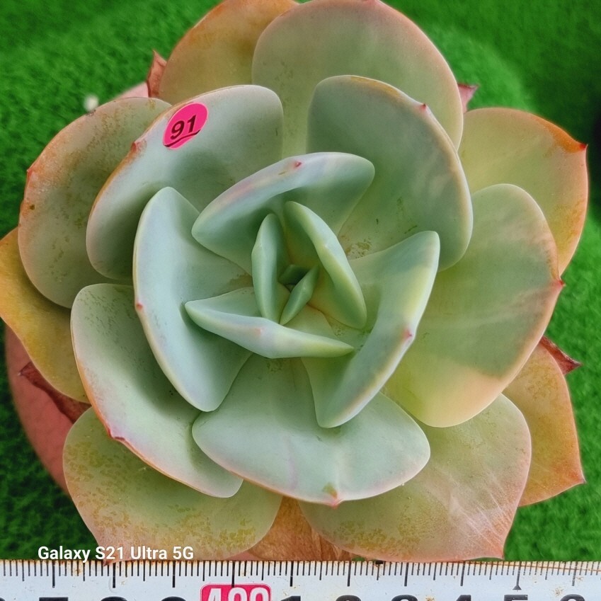 Yahoo!オークション - 0719発送-P091 白鳳(錦) エケベリア 多肉植物 韓...