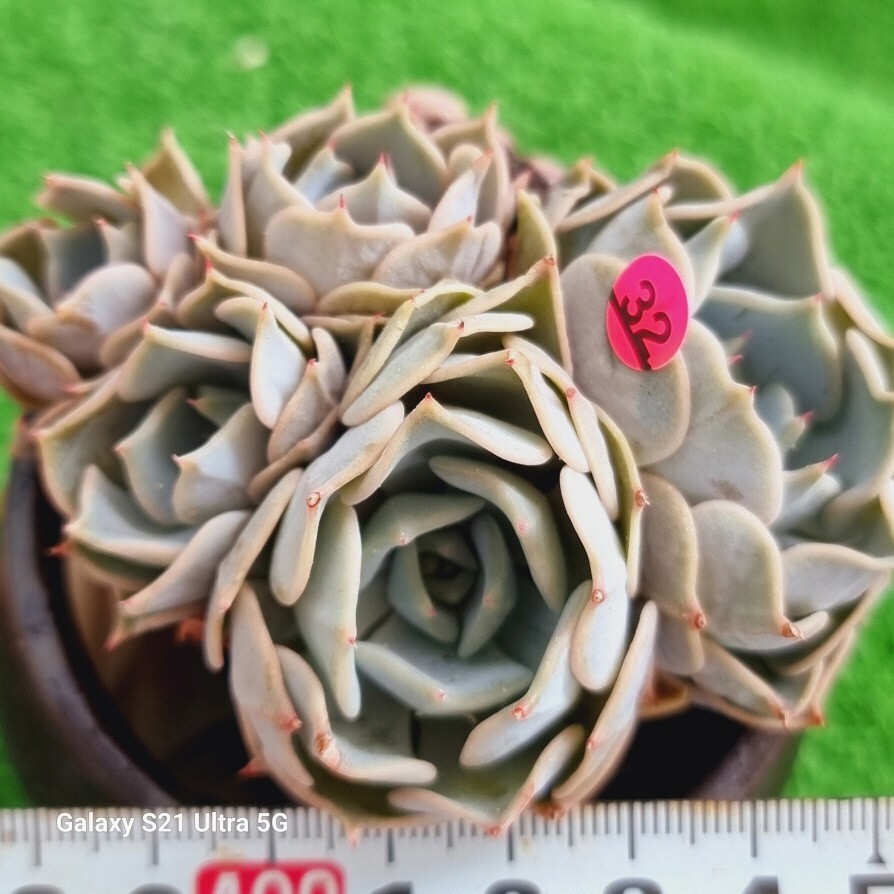 Yahoo!オークション - 0712発送-P032 ジャクリーン エケベリア 多肉植...