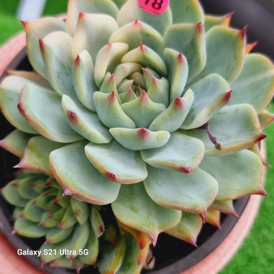 Yahoo!オークション - 0805発送-p018 チワワ(錦) エケベリア 無料発送 ...