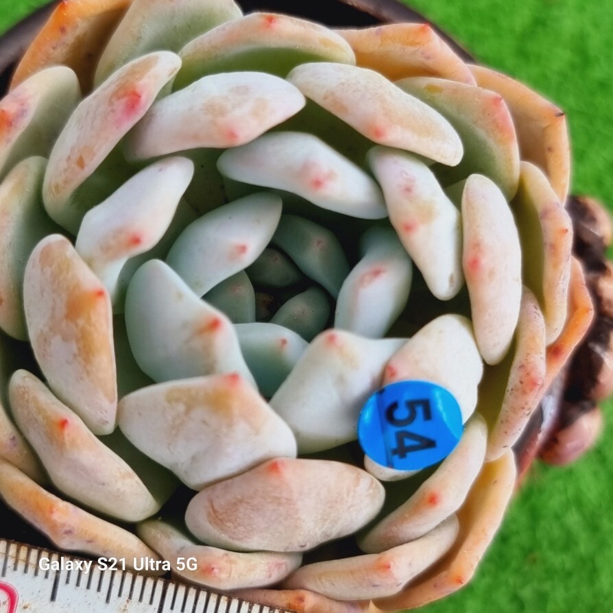 Yahoo!オークション - 0812発送-B054 オレンジモンロー エケベリア 無...