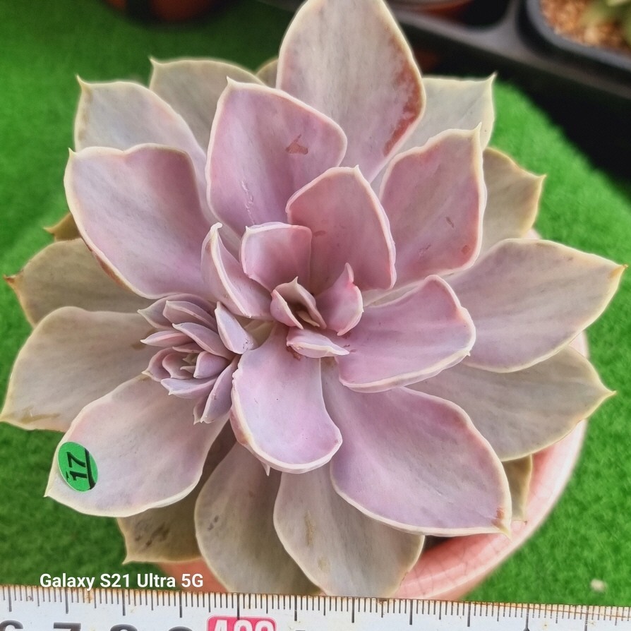 Yahoo!オークション - 0812発送-G017 Perle von Nurnberg エケベリア ...