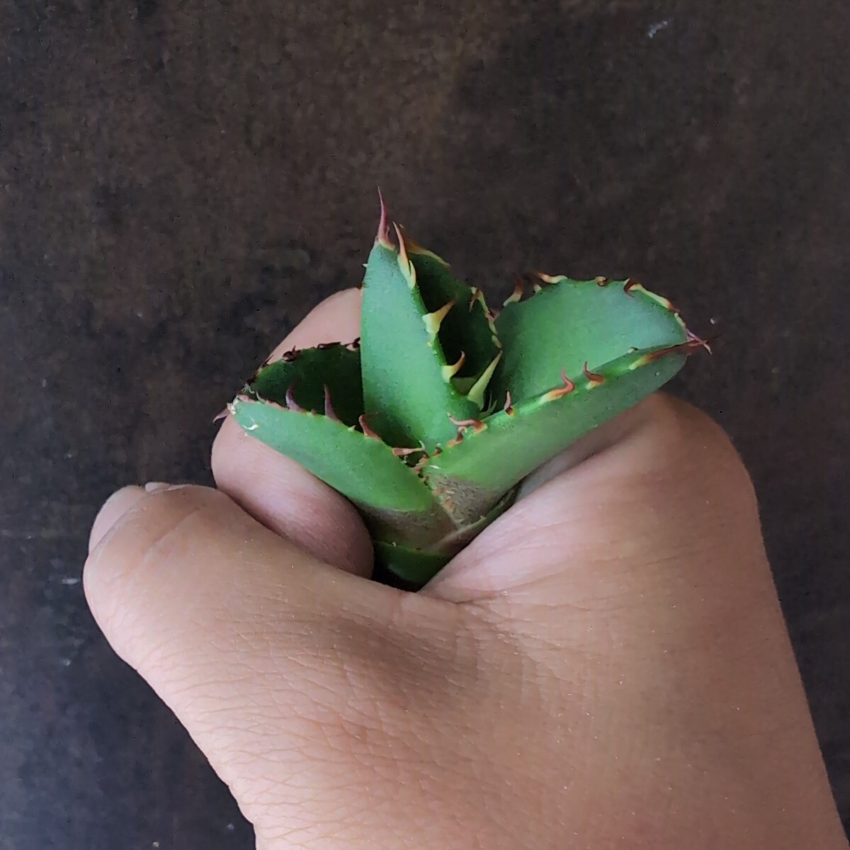 Yahoo!オークション - 【AGAVE TITANOTA FO222】ブツブツ株 アガベ チ...