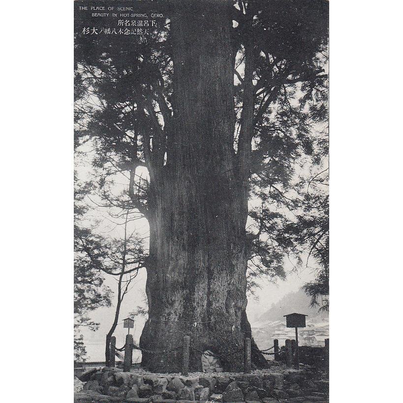 Yahoo!オークション - ∞戦前絵葉書KJ2 下呂温泉名所 天然記念木八幡ノ...