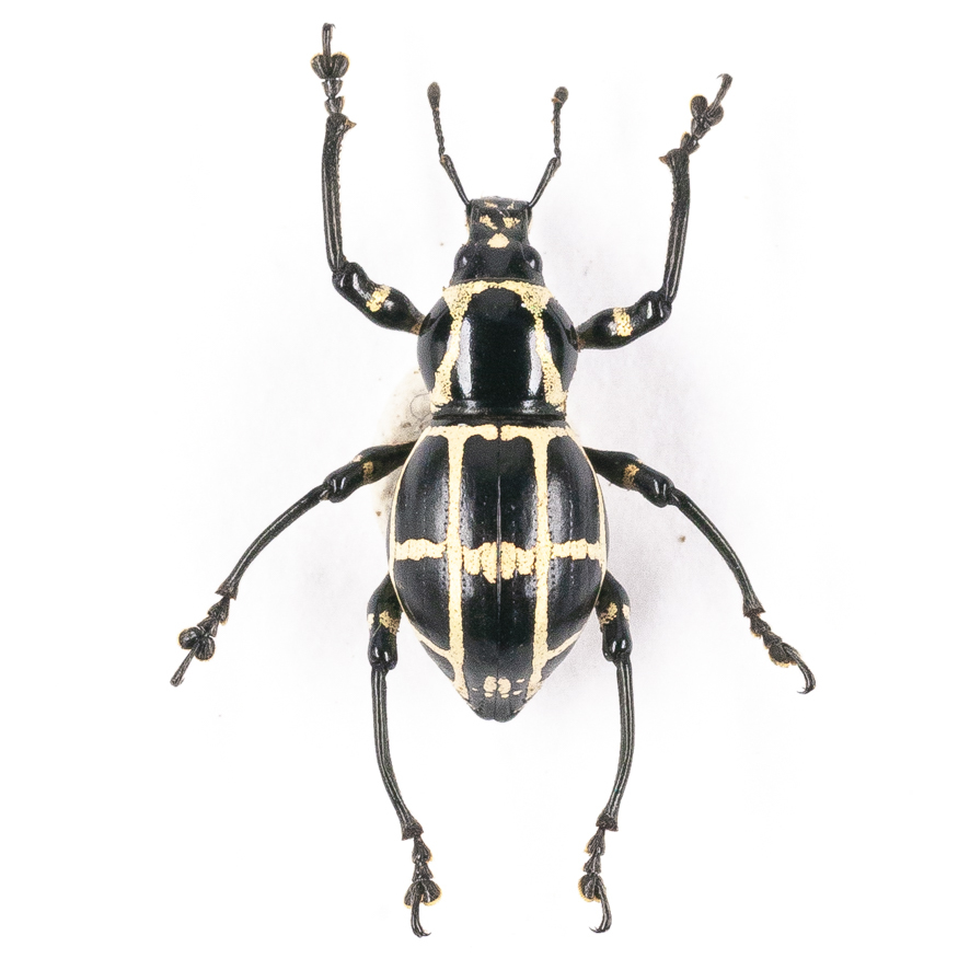 Yahoo!オークション - P. m. marinduquanus 23B カタゾウムシ ボアク島...