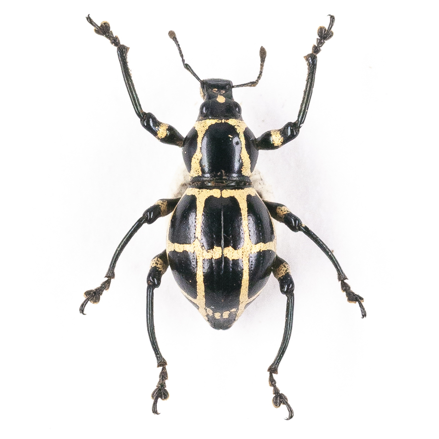 Yahoo!オークション - P. m. marinduquanus 27B カタゾウムシ ボアク島...