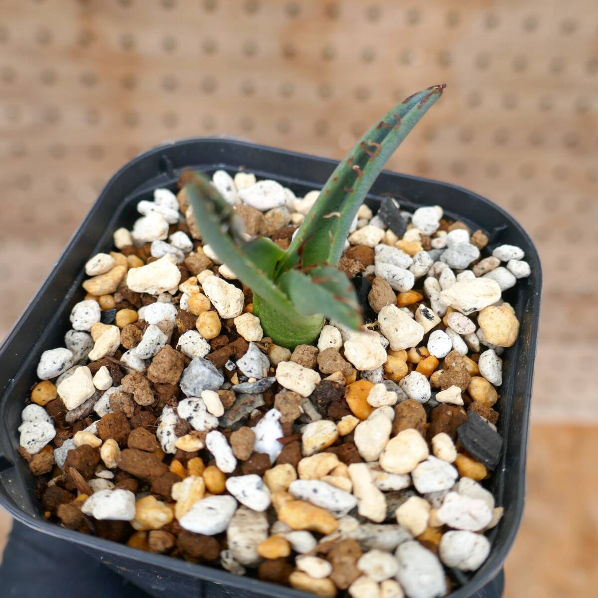 Yahoo!オークション - 240723 【カリフォルニア輸入株の仔株】 アガベ ...