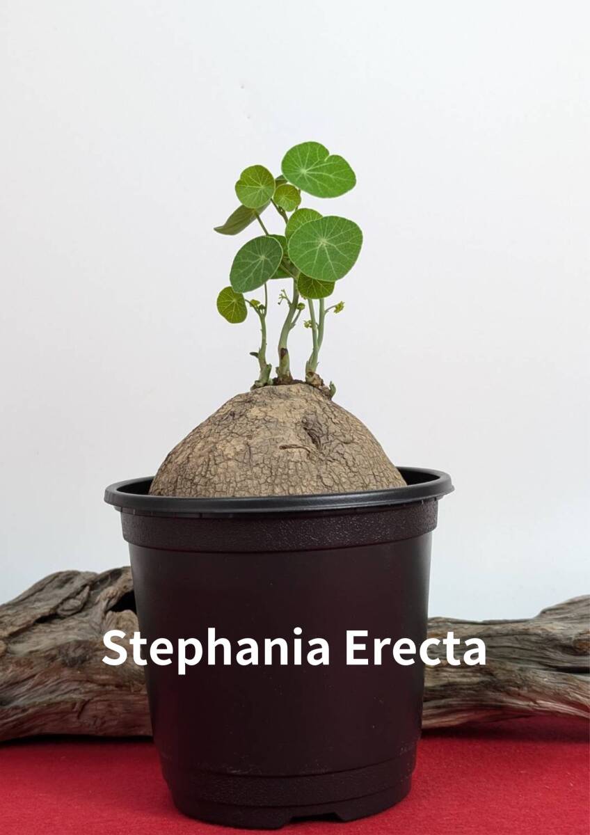 Yahoo!オークション - 塊根植物 コーデックス stephania erecta ステフ...