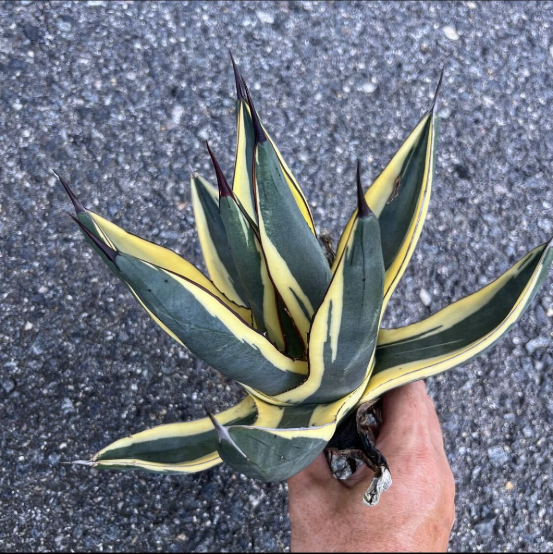 Yahoo!オークション - hp 3 アガベ グレートホワイトシャーク シャーク...