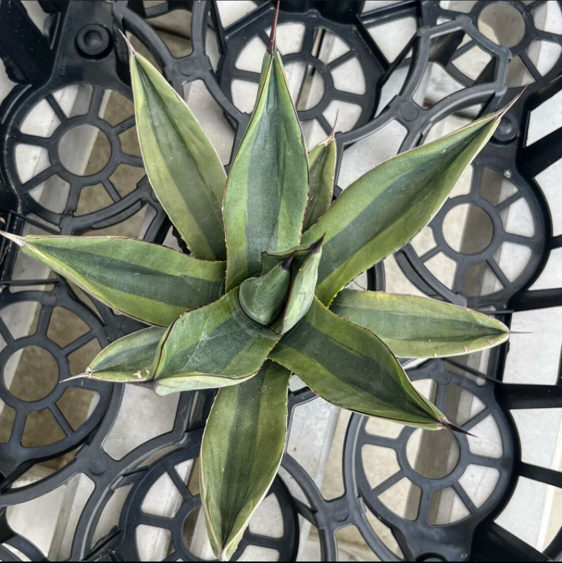 Yahoo!オークション - hp 39 アガベ シャークスキン 斑入り マスタード...