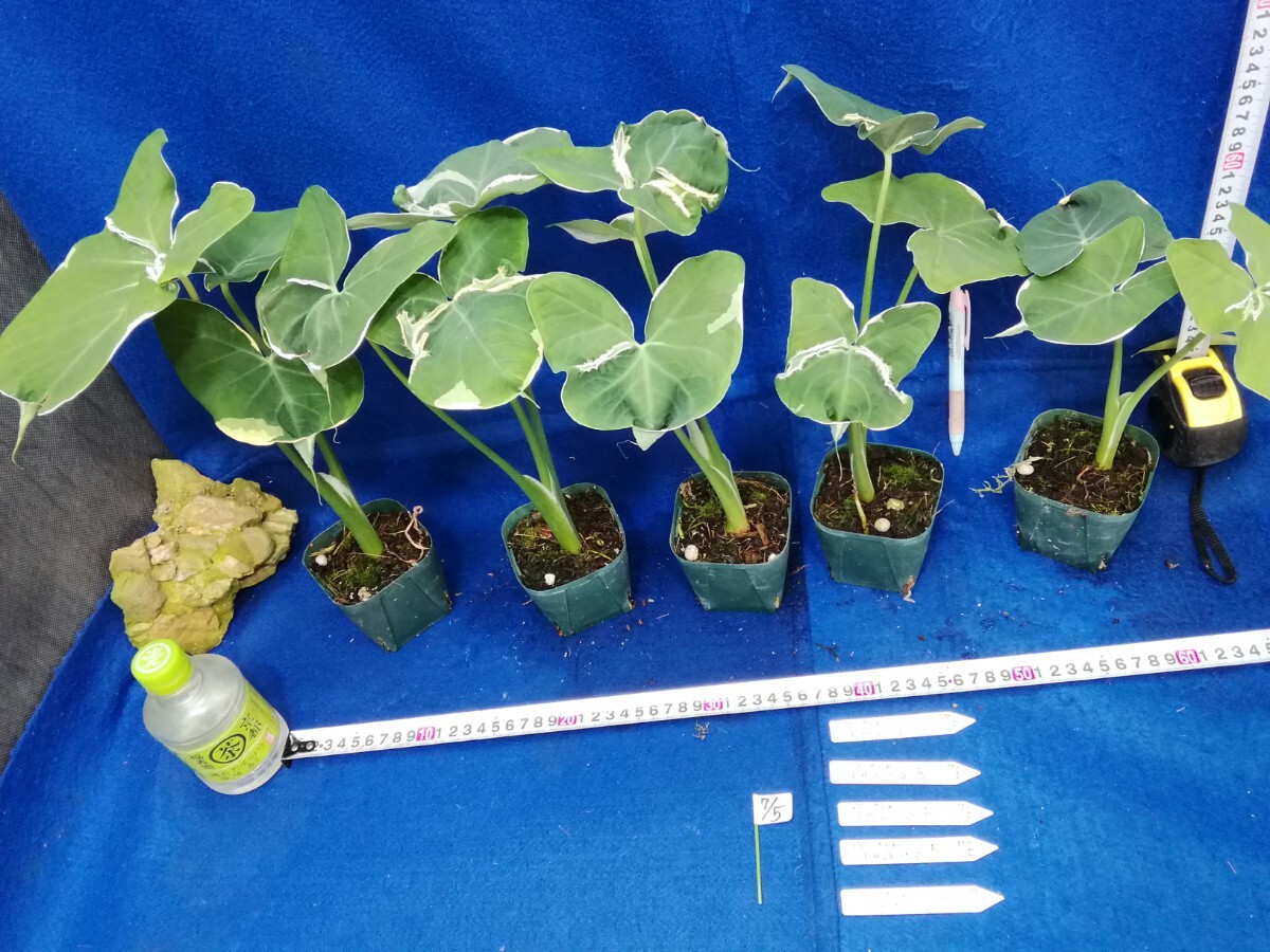 Yahoo!オークション - NO.0705 斑入り 古典 キサントソーマ斑入り 5つ...