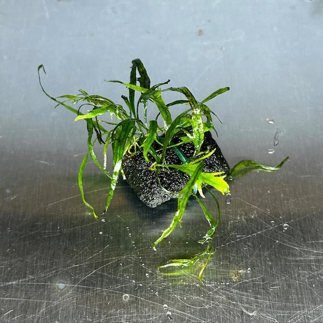 Yahoo!オークション - ミクロソリウムsp. AT33 シダ 水草 レイアウト ...