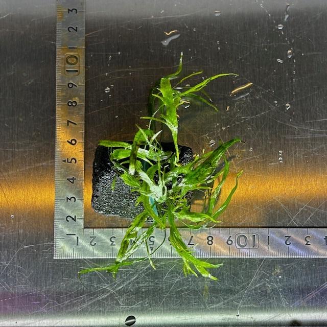 Yahoo!オークション - ミクロソリウムsp. AT33 シダ 水草 レイアウト ...