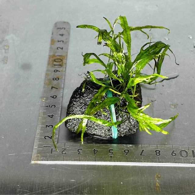 Yahoo!オークション - ミクロソリウムsp. AT33 シダ 水草 レイアウト ...