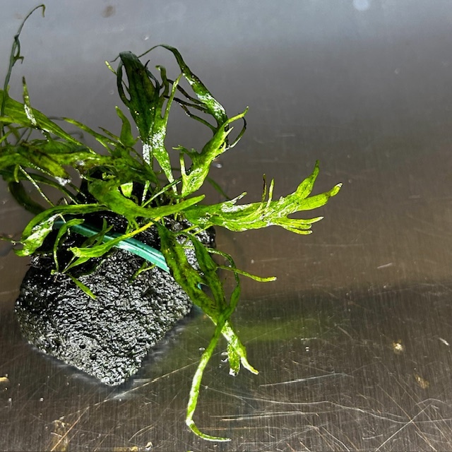Yahoo!オークション - ミクロソリウムsp. AT33 シダ 水草 レイアウト ...