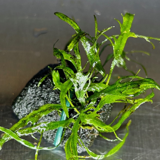 Yahoo!オークション - ミクロソリウムsp. AT33 シダ 水草 レイアウト ...