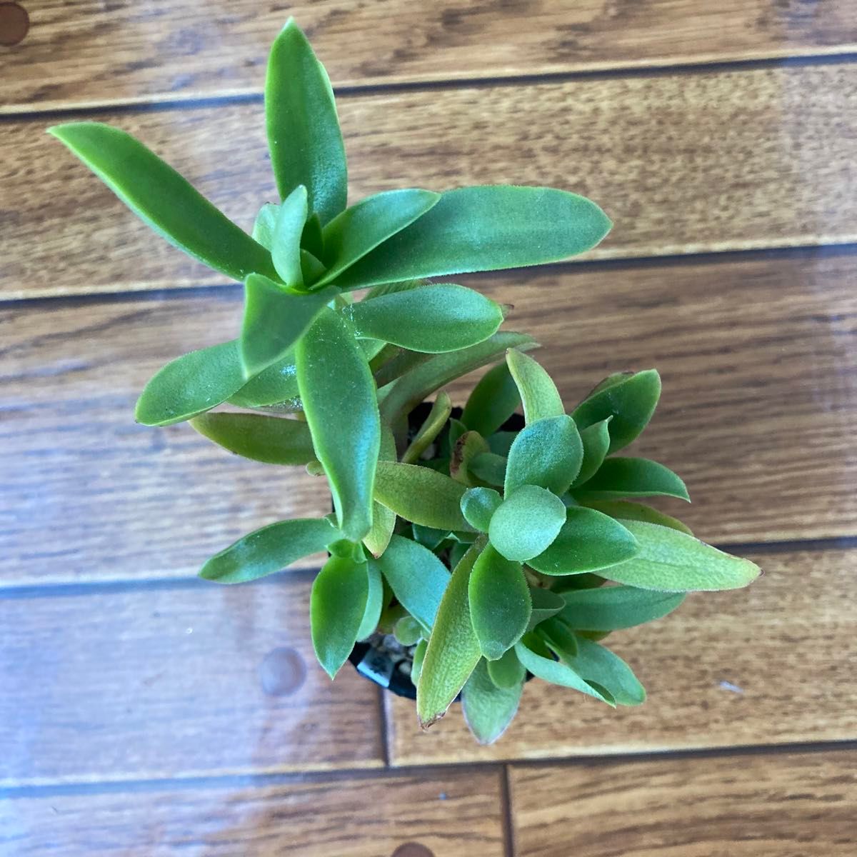 火祭り 多肉植物 抜き苗|Yahoo!フリマ(旧PayPayフリマ) 火祭り 多肉植物 抜き苗|Yahoo!フリマ(旧PayPayフリマ)