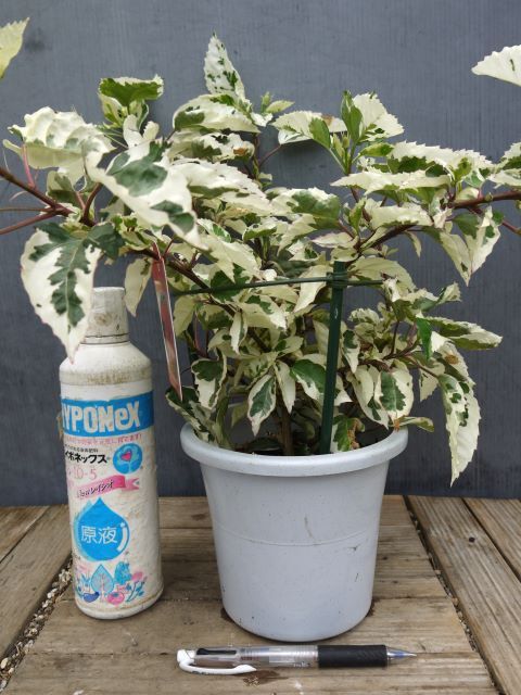 Yahoo!オークション - 0708 600円開始 斑入りハイビスカス5号鉢植え