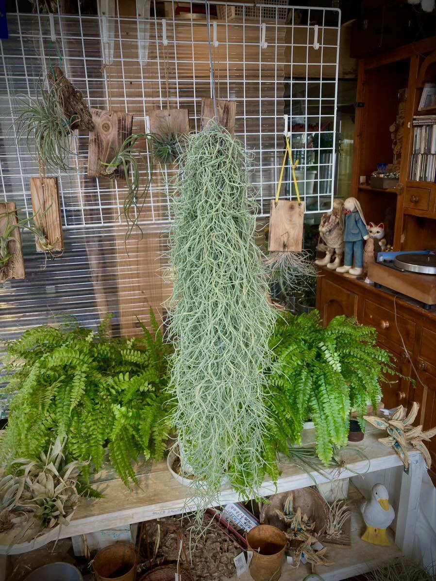 Yahoo!オークション - 100-130g程 輸入中葉スパニッシュモス ボリュー...