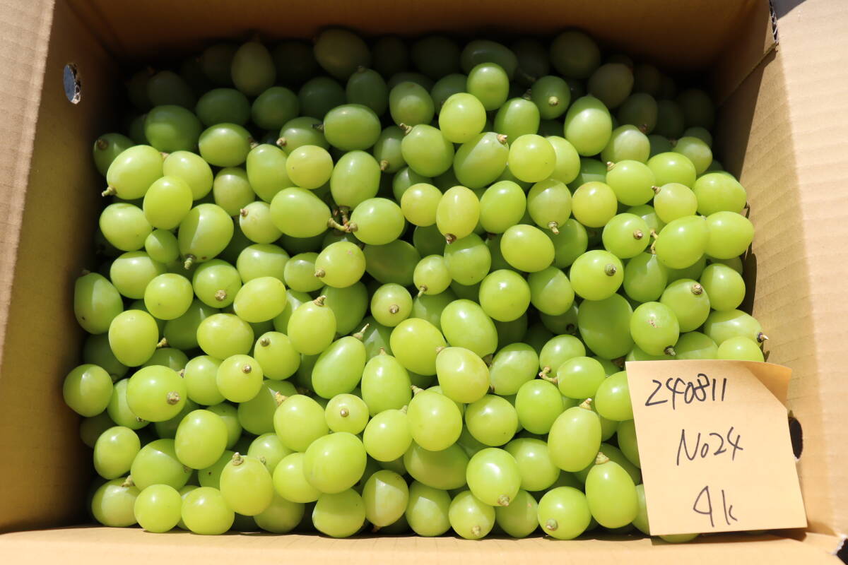 Yahoo!オークション - 新鮮 訳ありシャインマスカットNo24 約4Kg