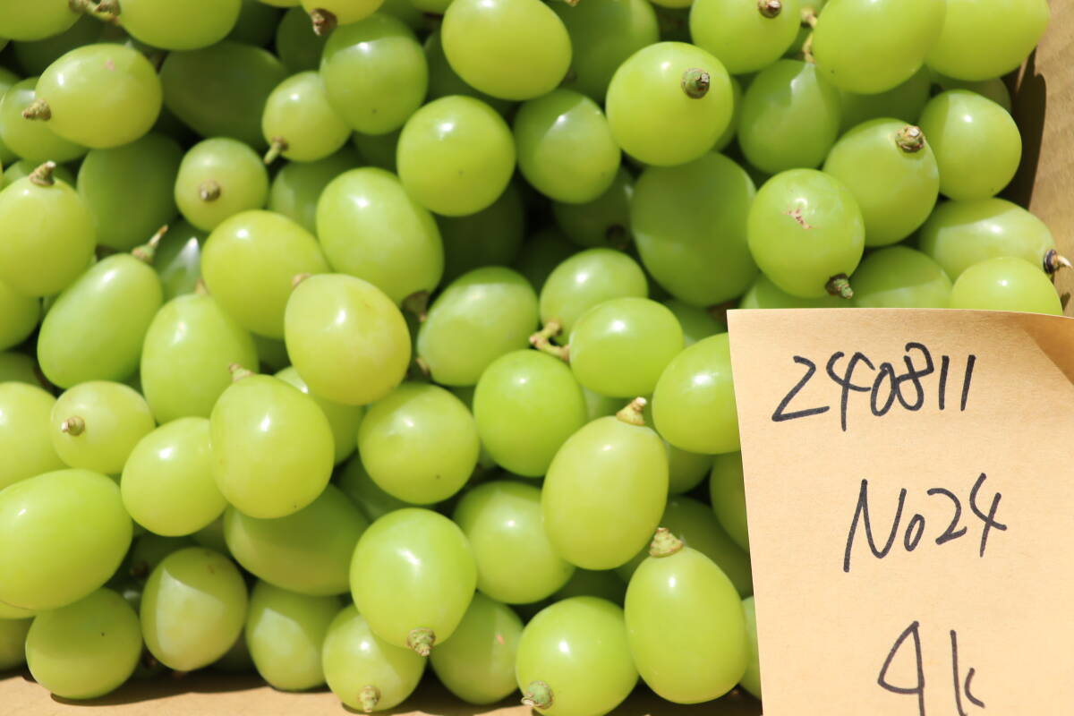 Yahoo!オークション - 新鮮 訳ありシャインマスカットNo24 約4Kg