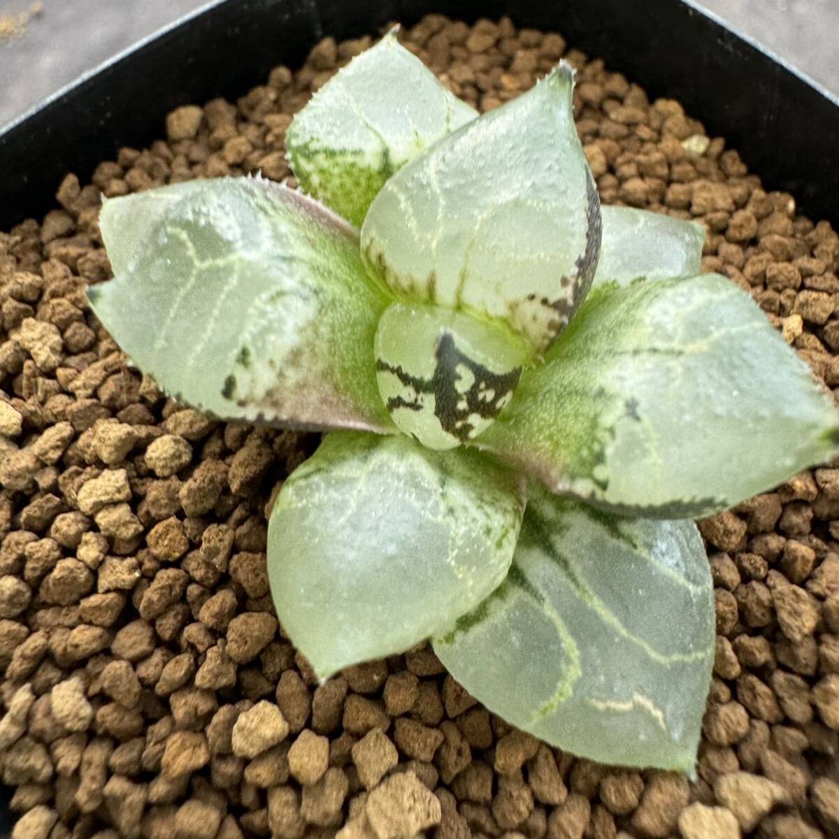サボテン 多肉植物 867 ハオルシア 氷皇 Haworthia comptoniana hyb. ハオルチア(サボテン)｜売買されたオークション情報、yahooの商品情報をアーカイブ公開 ...